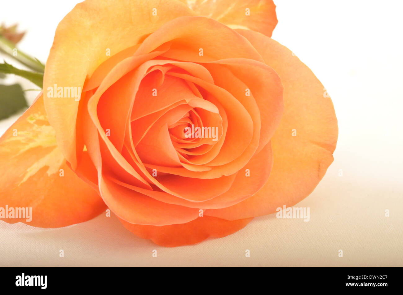 Light Orange Rose with white background Stock Photo - Alamy