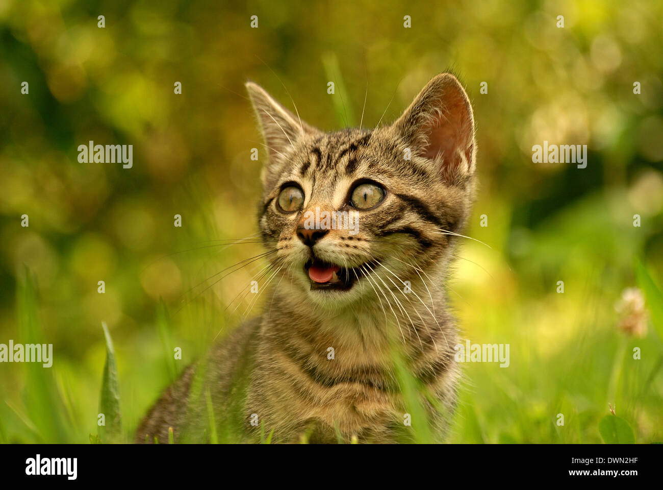 Chaton High Resolution Stock Photography and Images - Alamy