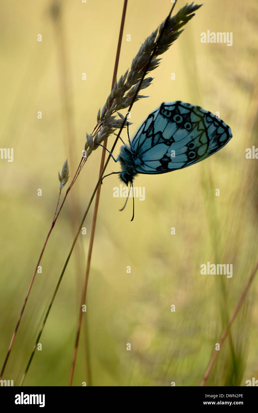 Marble white butterfly hi-res stock photography and images - Alamy