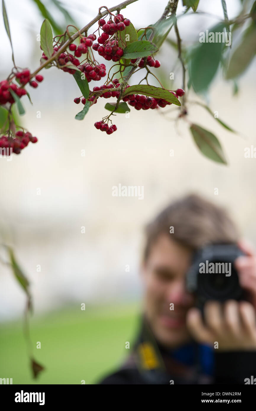 A male photographer photographing some berries on a tree, UK Stock ...