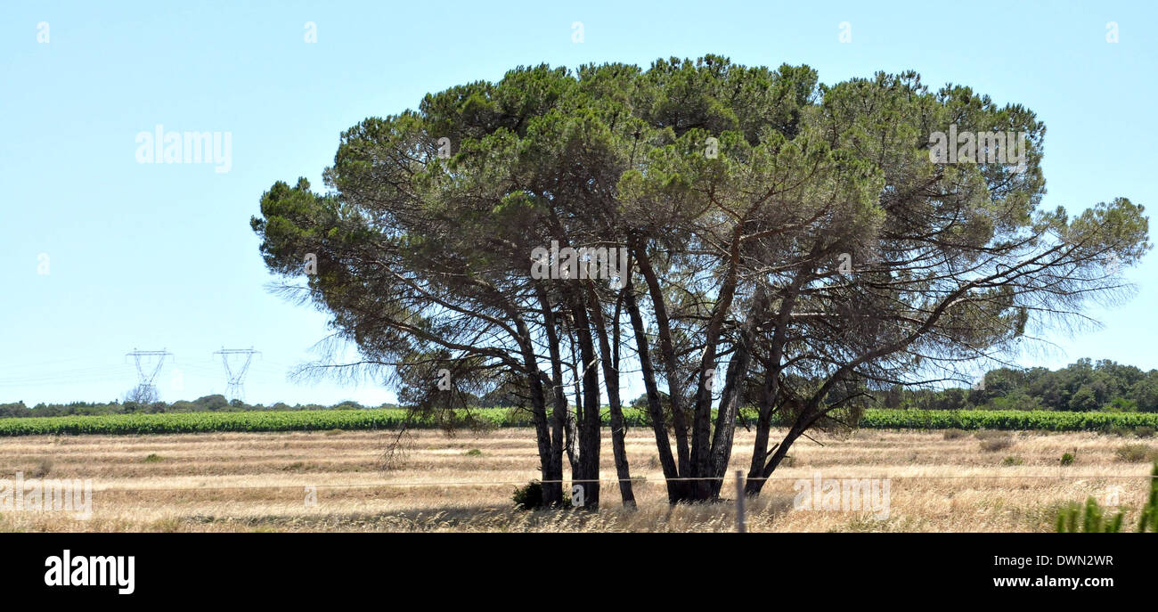 Grain field with tree hi-res stock photography and images - Alamy