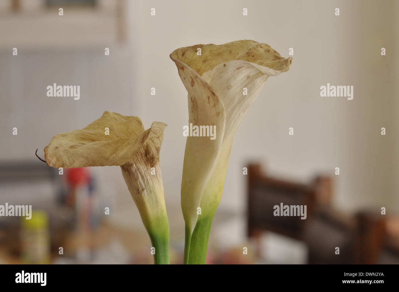 Varkore hi-res stock photography and images - Alamy