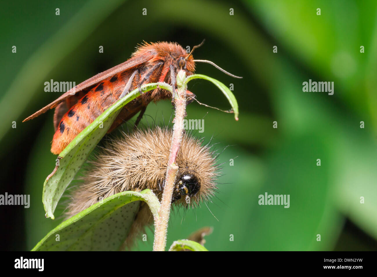 The Ruby Tiger (Phragmatobia fuliginosa Stock Photo - Alamy