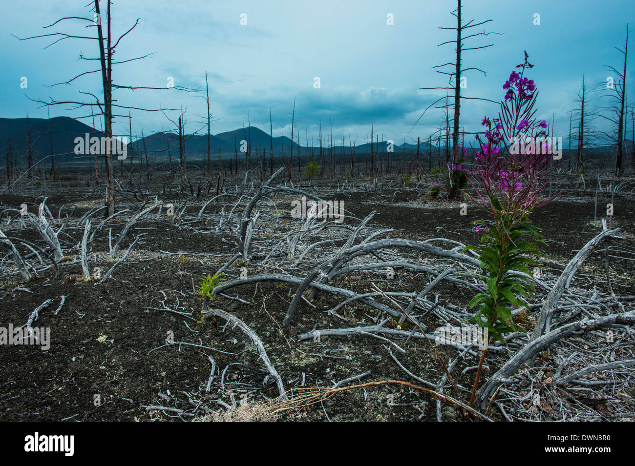 Dead forest scene hi-res stock photography and images - Alamy