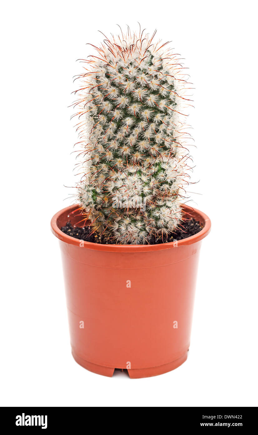Cactus in pot isolated on white background Stock Photo - Alamy
