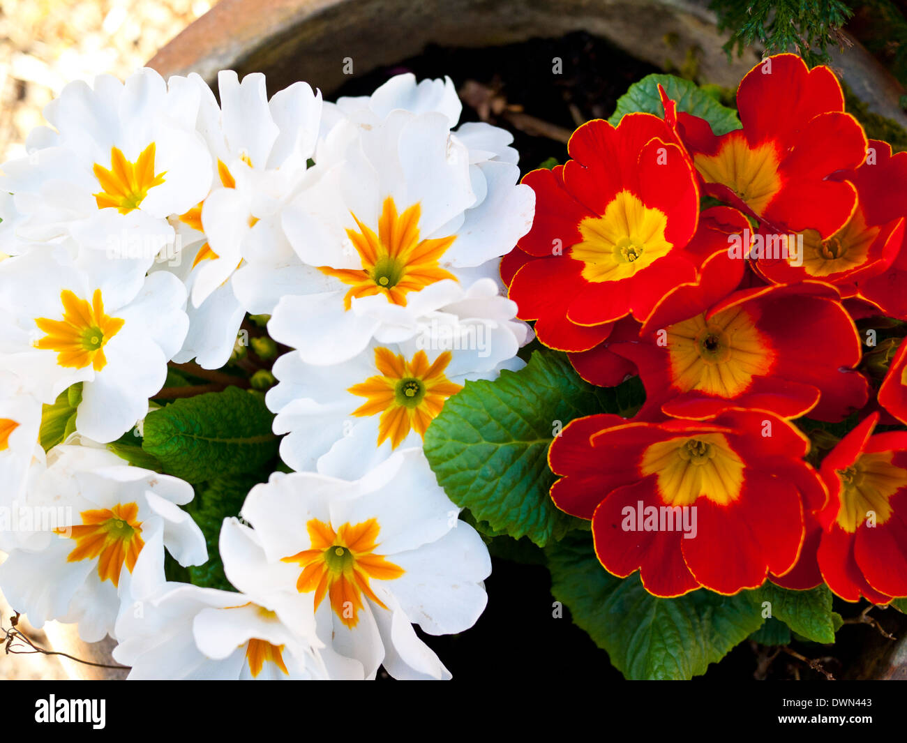 Primrose (primula vulgaris) flower. UK Stock Photo - Alamy