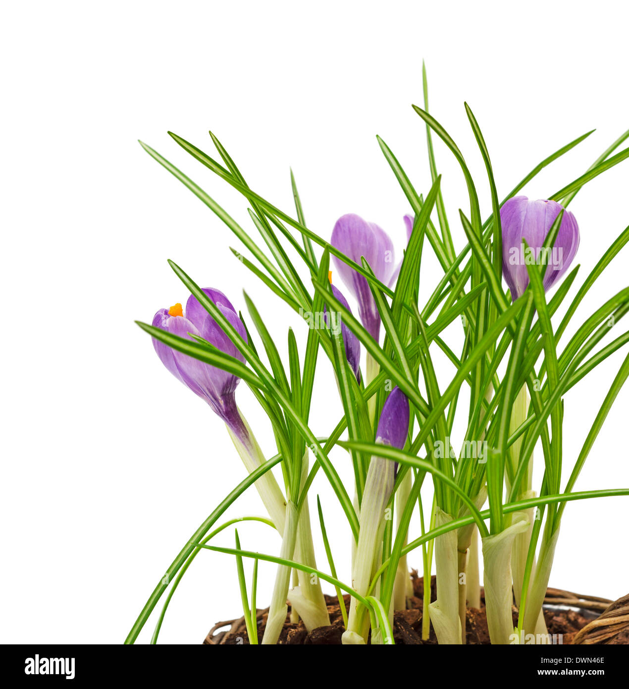 Purple spring flowers hi-res stock photography and images - Alamy