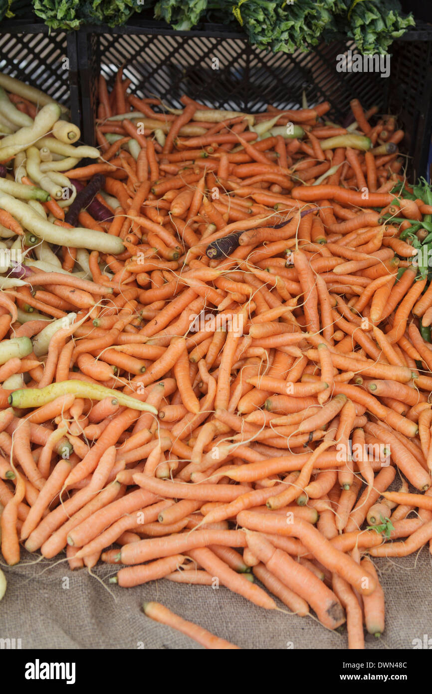 A large bunch of orange carrots Stock Photo - Alamy