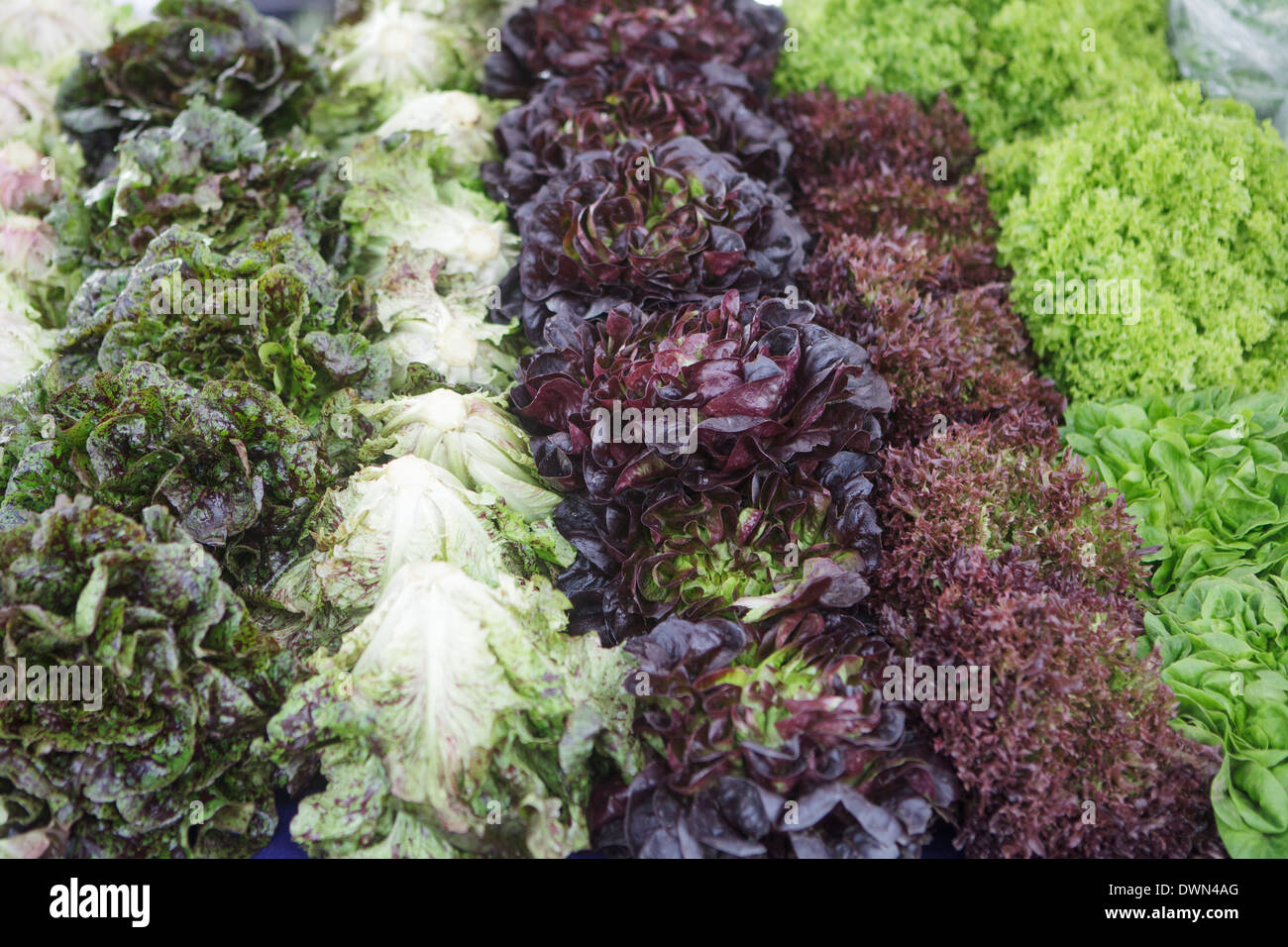 Assorted Fresh Lettuce in a row Stock Photo - Alamy