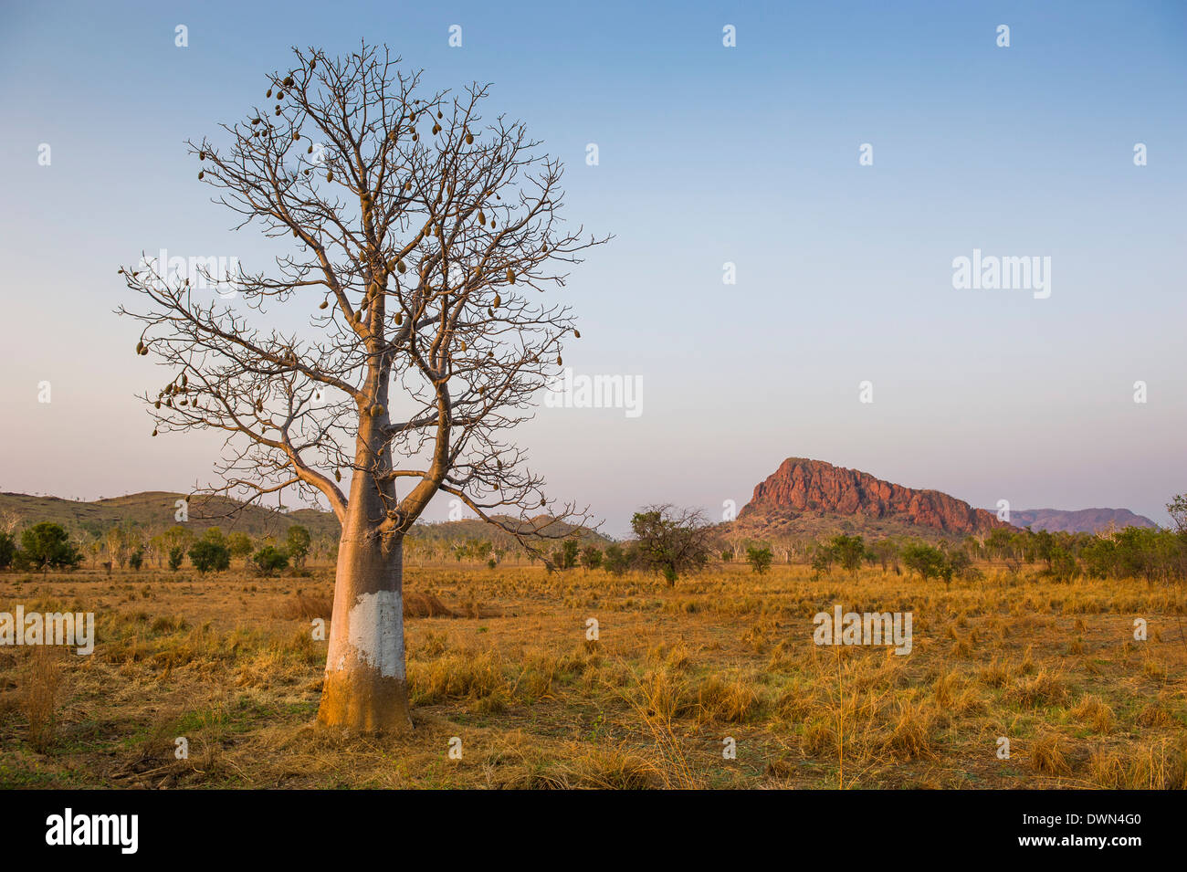 Lonely Baobab tree in the Kimberleys, Western Australia, Australia ...