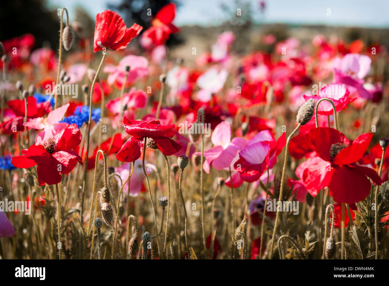 Red wildflowers hi-res stock photography and images - Alamy