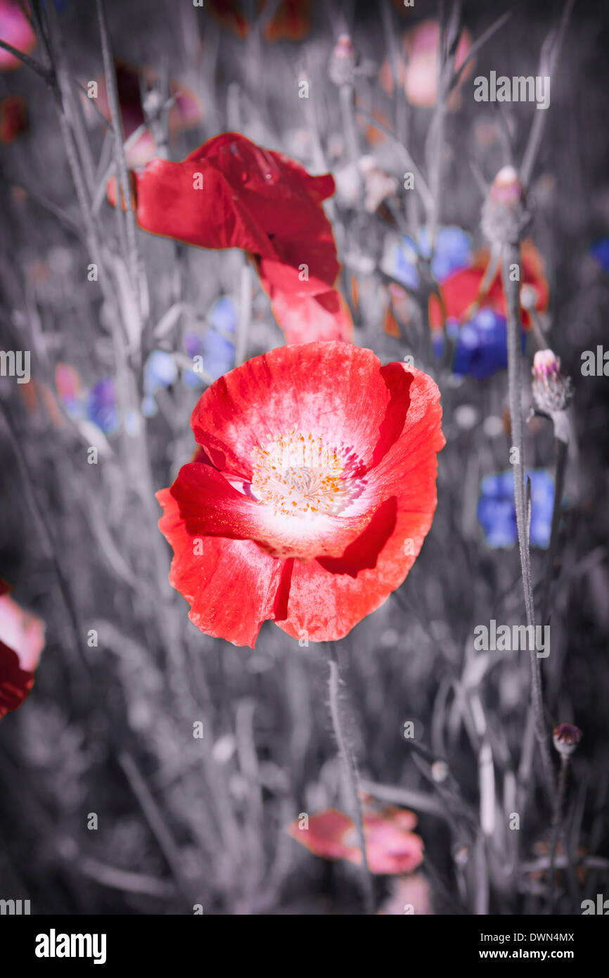 Selective flower hi-res stock photography and images - Alamy