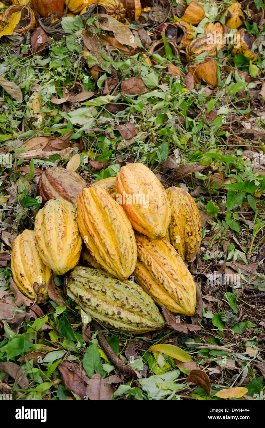Pile of cacao pods hi-res stock photography and images - Alamy