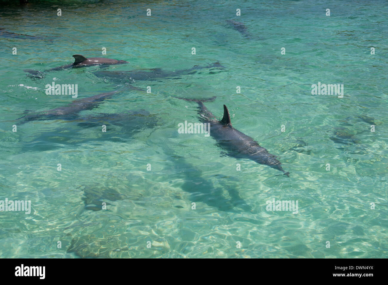 Honduras, Honduran Bay Islands, Roatan. Anthony's Key, pod of ...