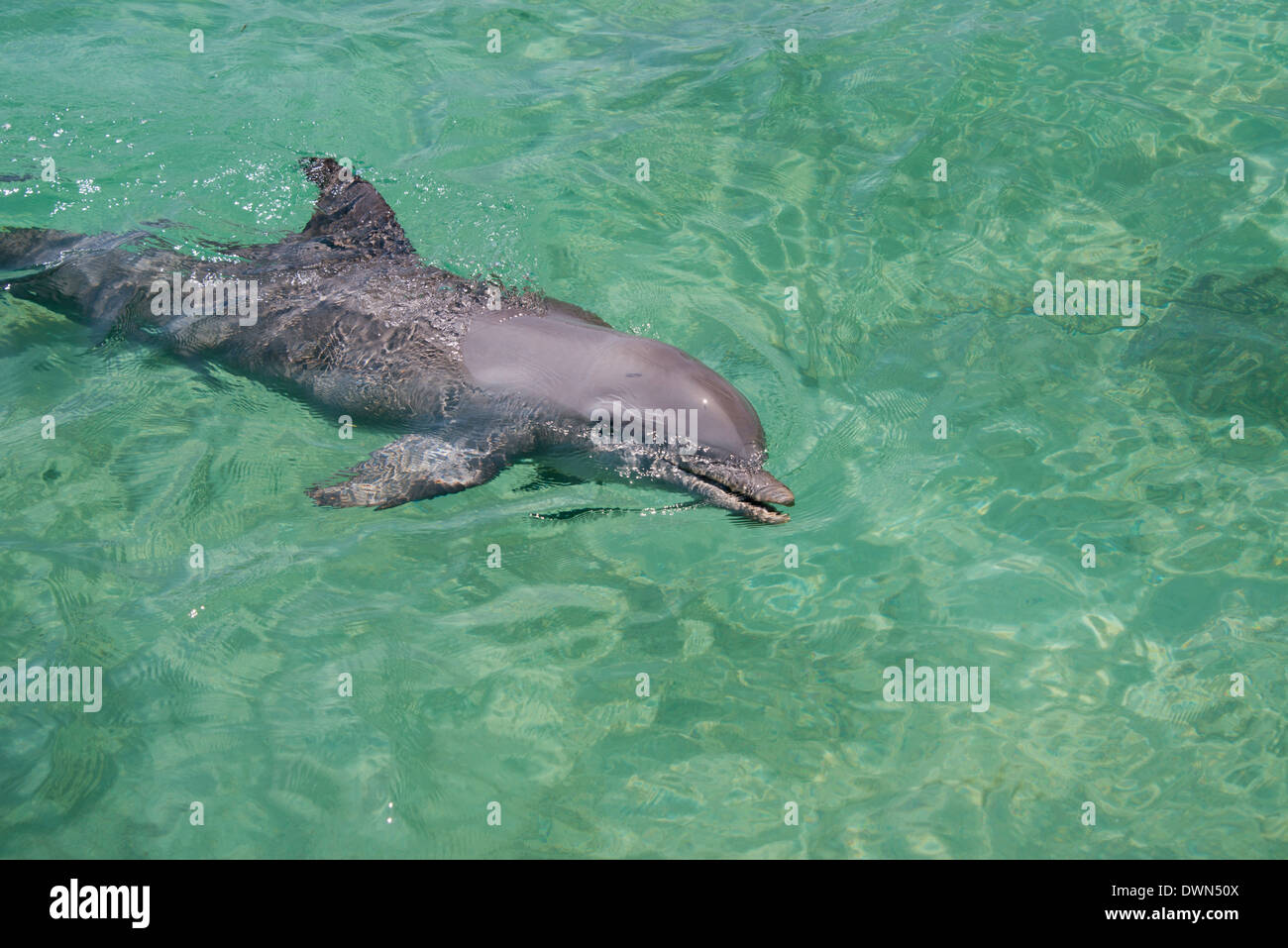 Honduras, Honduran Bay Islands, Roatan. Anthony's Key, bottlenose ...