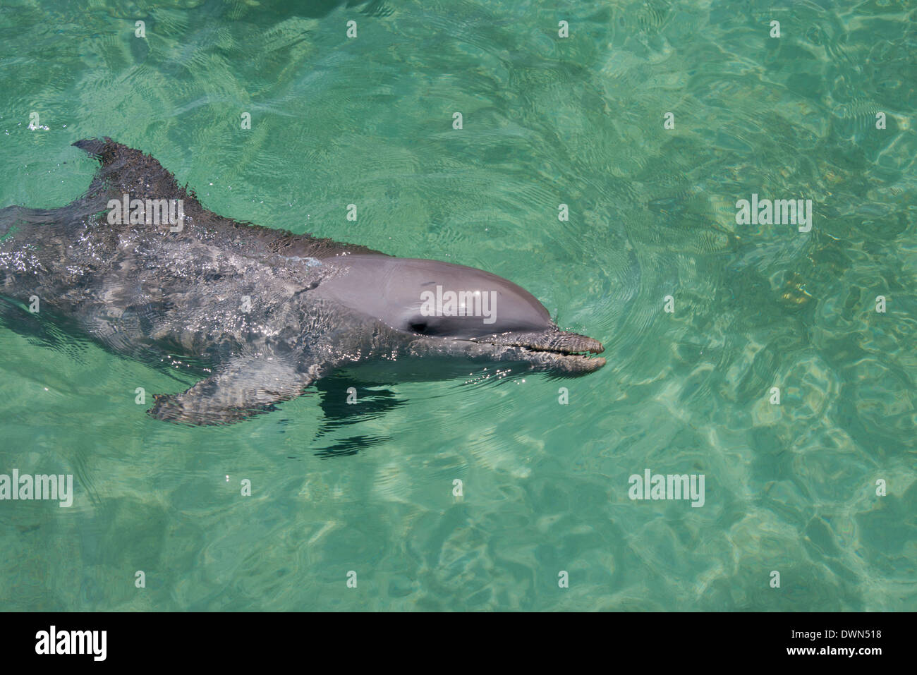 Honduras, Honduran Bay Islands, Roatan. Anthony's Key, bottlenose ...