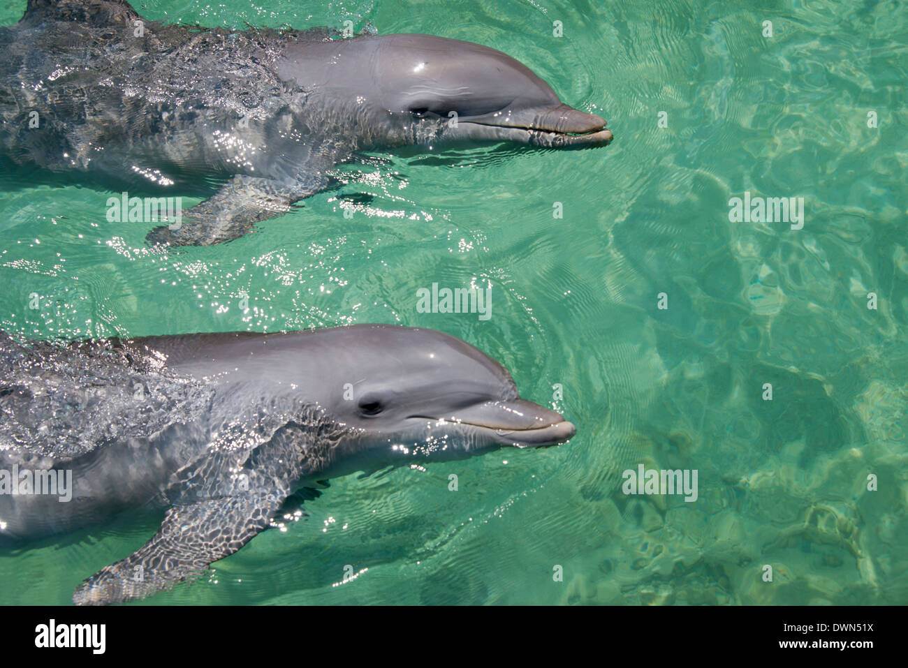 Honduras, Honduran Bay Islands, Roatan. Anthony's Key, pair of ...