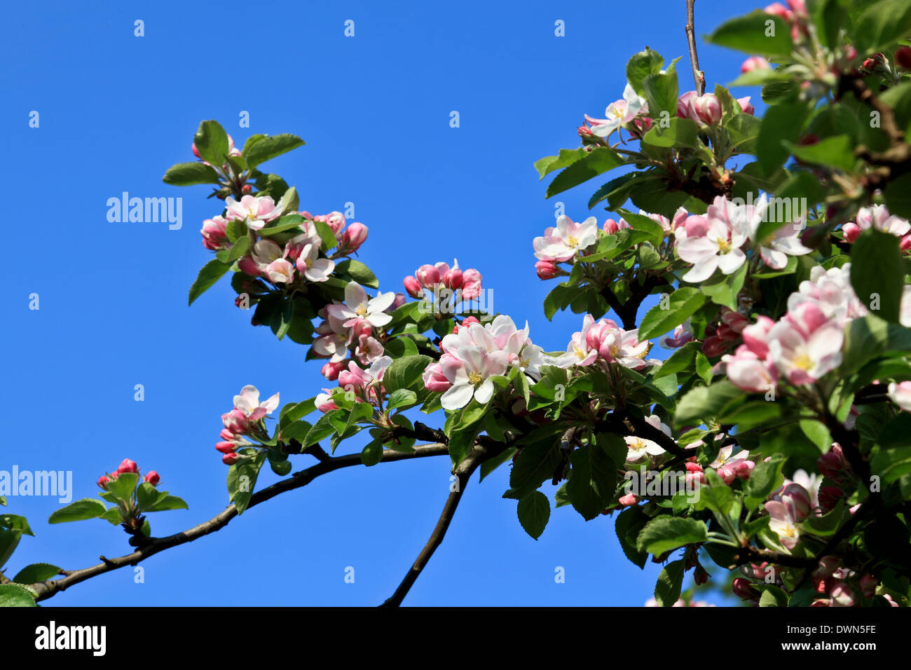 Kent apple hi-res stock photography and images - Alamy
