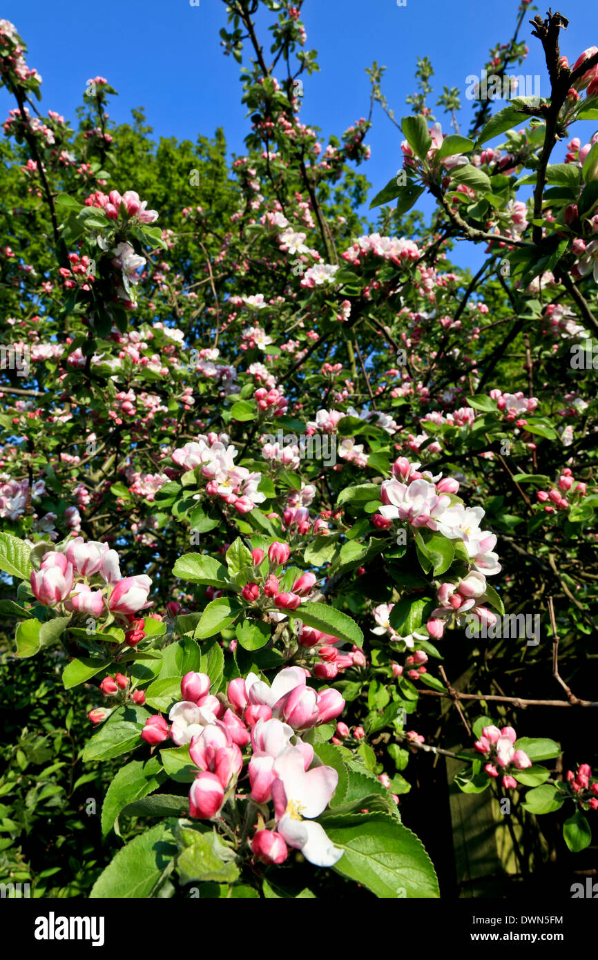 Kent apple hi-res stock photography and images - Alamy