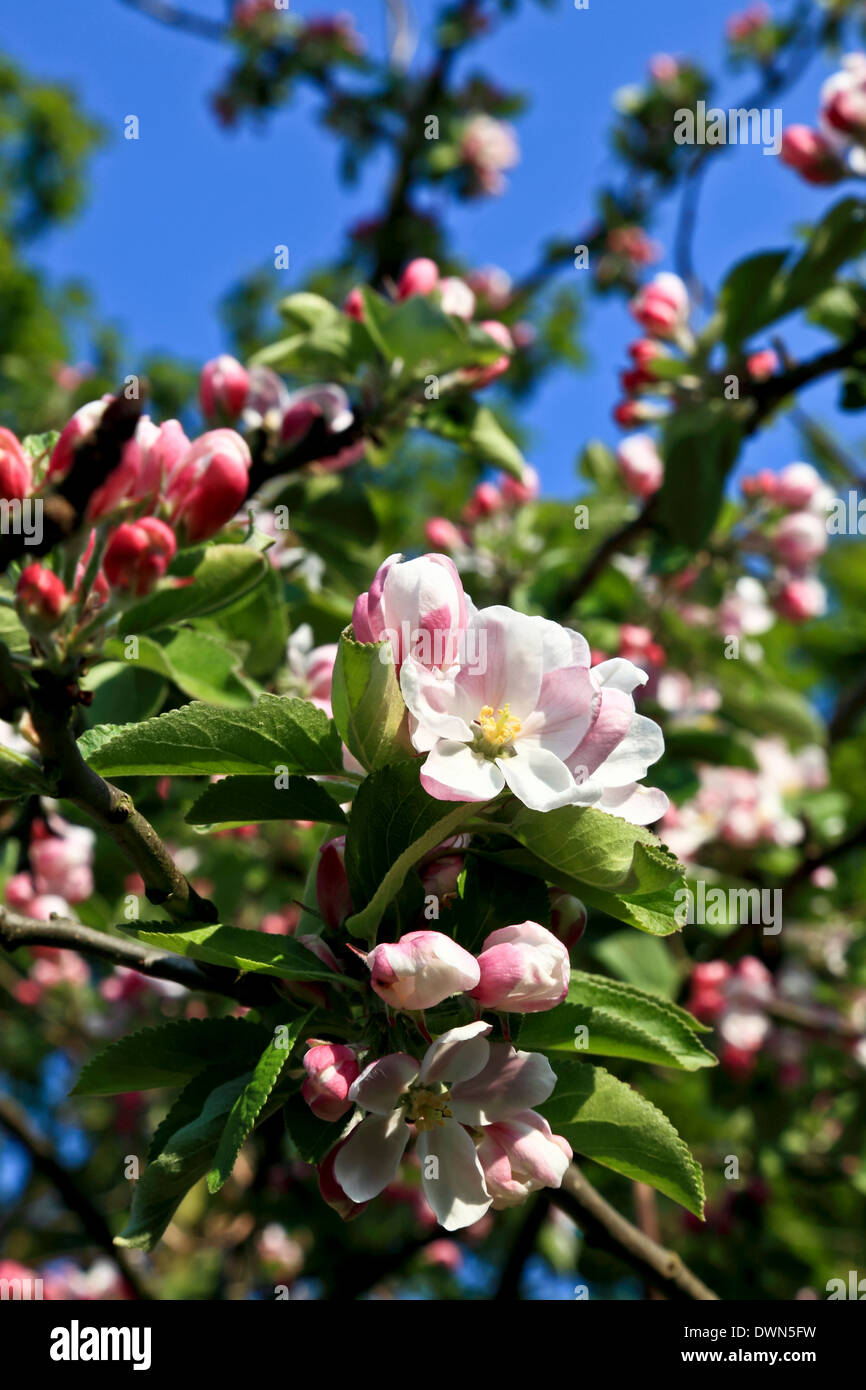 Kent apple hi-res stock photography and images - Alamy