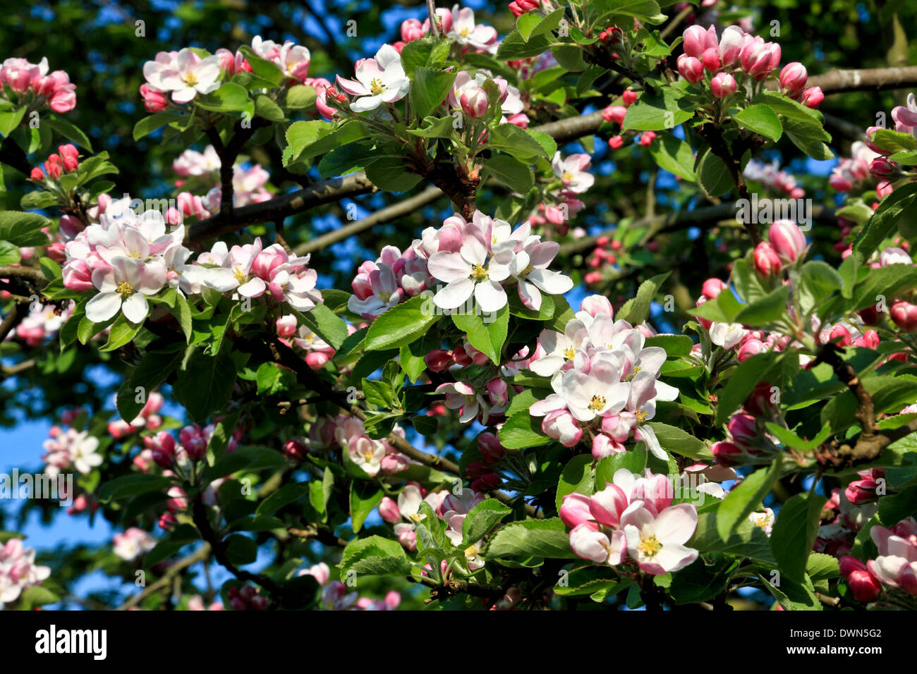 Kent apple hi-res stock photography and images - Alamy