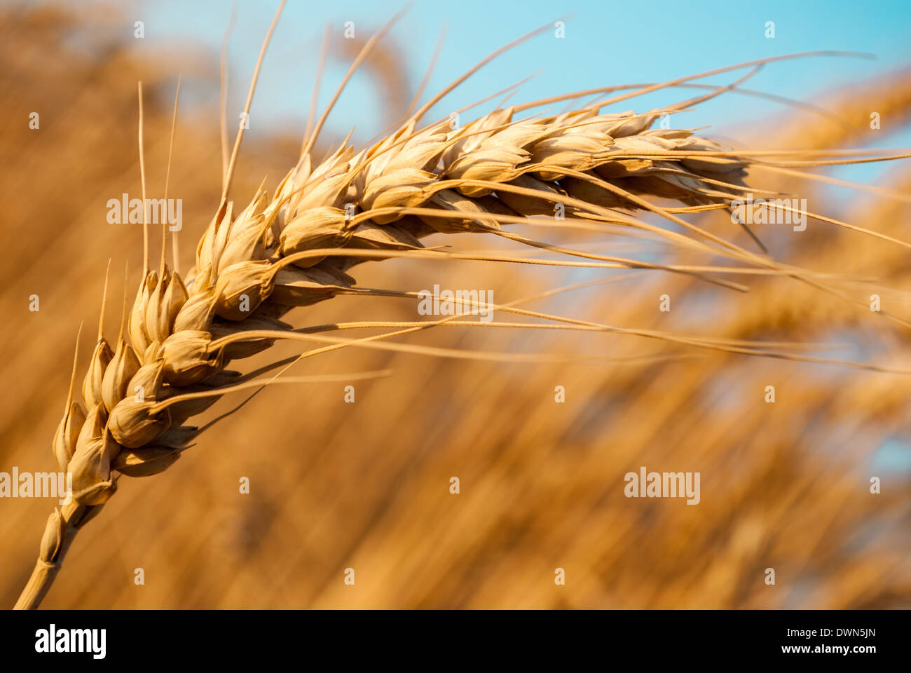 Grain one hi-res stock photography and images - Alamy