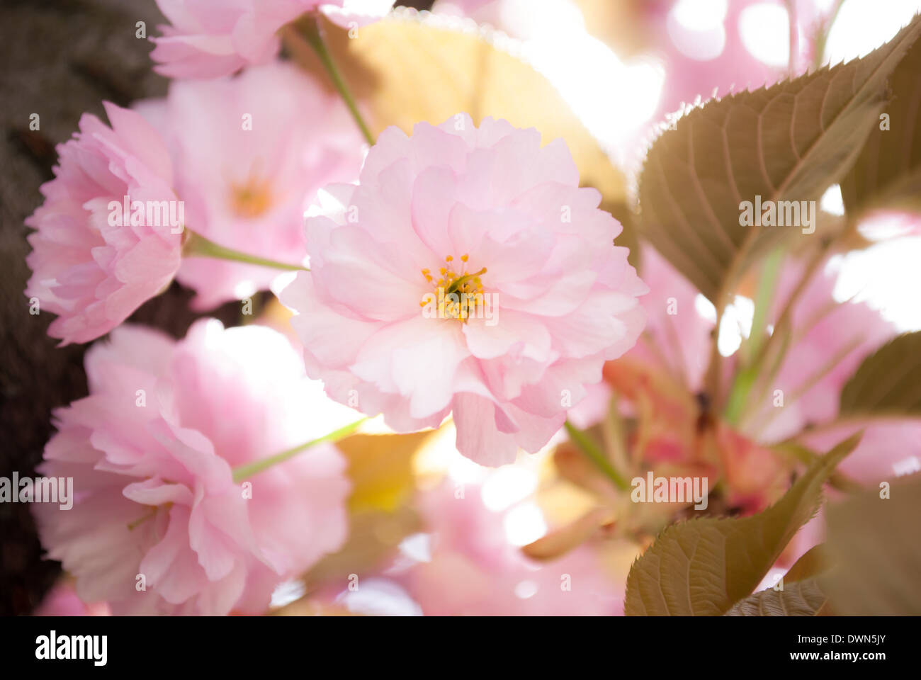 Japanese tree with pink flowers Stock Photo - Alamy