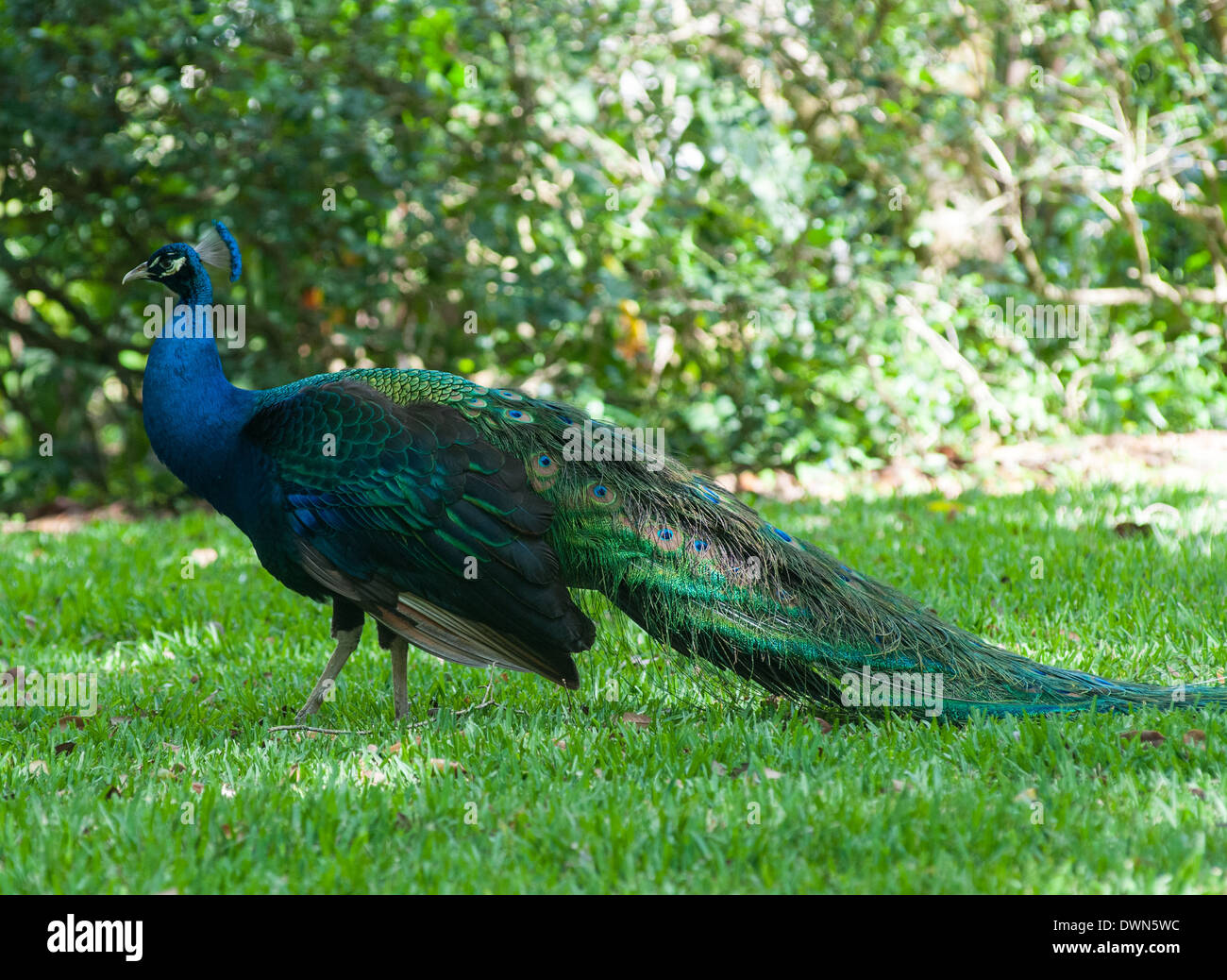 Profile of a Florida peacock walking on the wild Stock Photo - Alamy