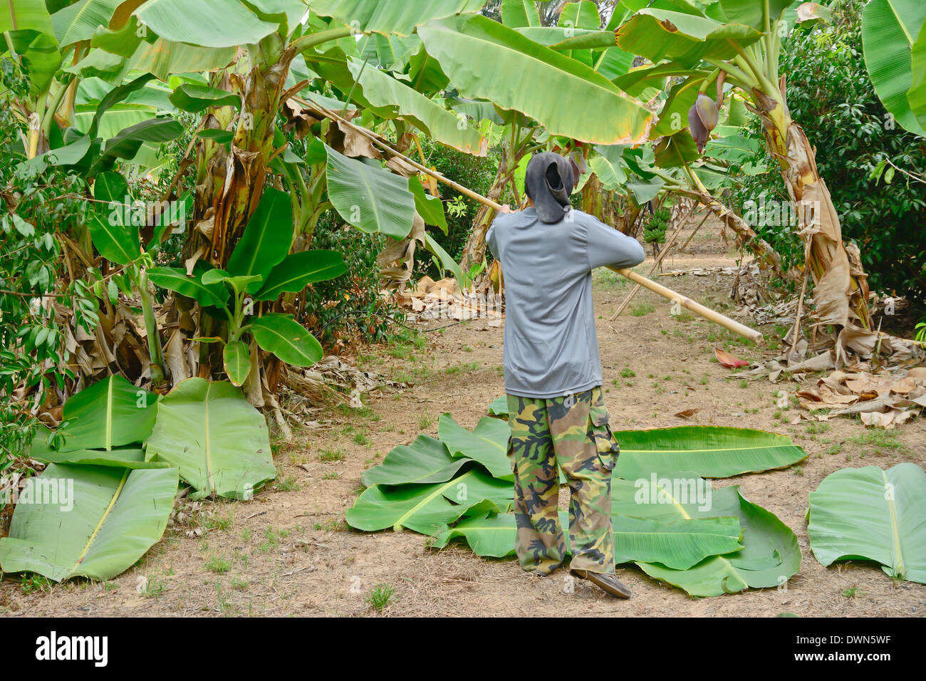 Cutting banana tree High Resolution Stock Photography and Images - Alamy