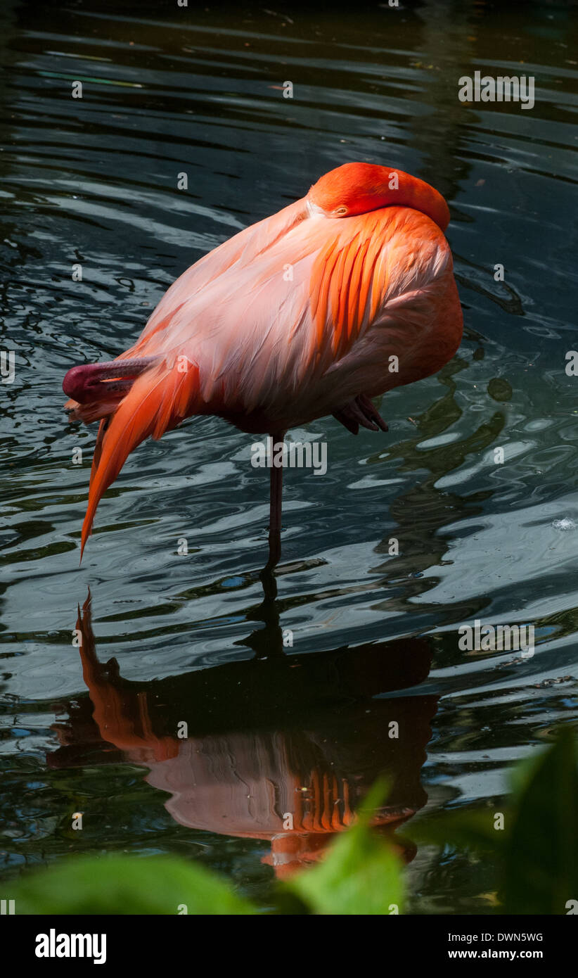 Flamingo sleeping hi-res stock photography and images - Alamy