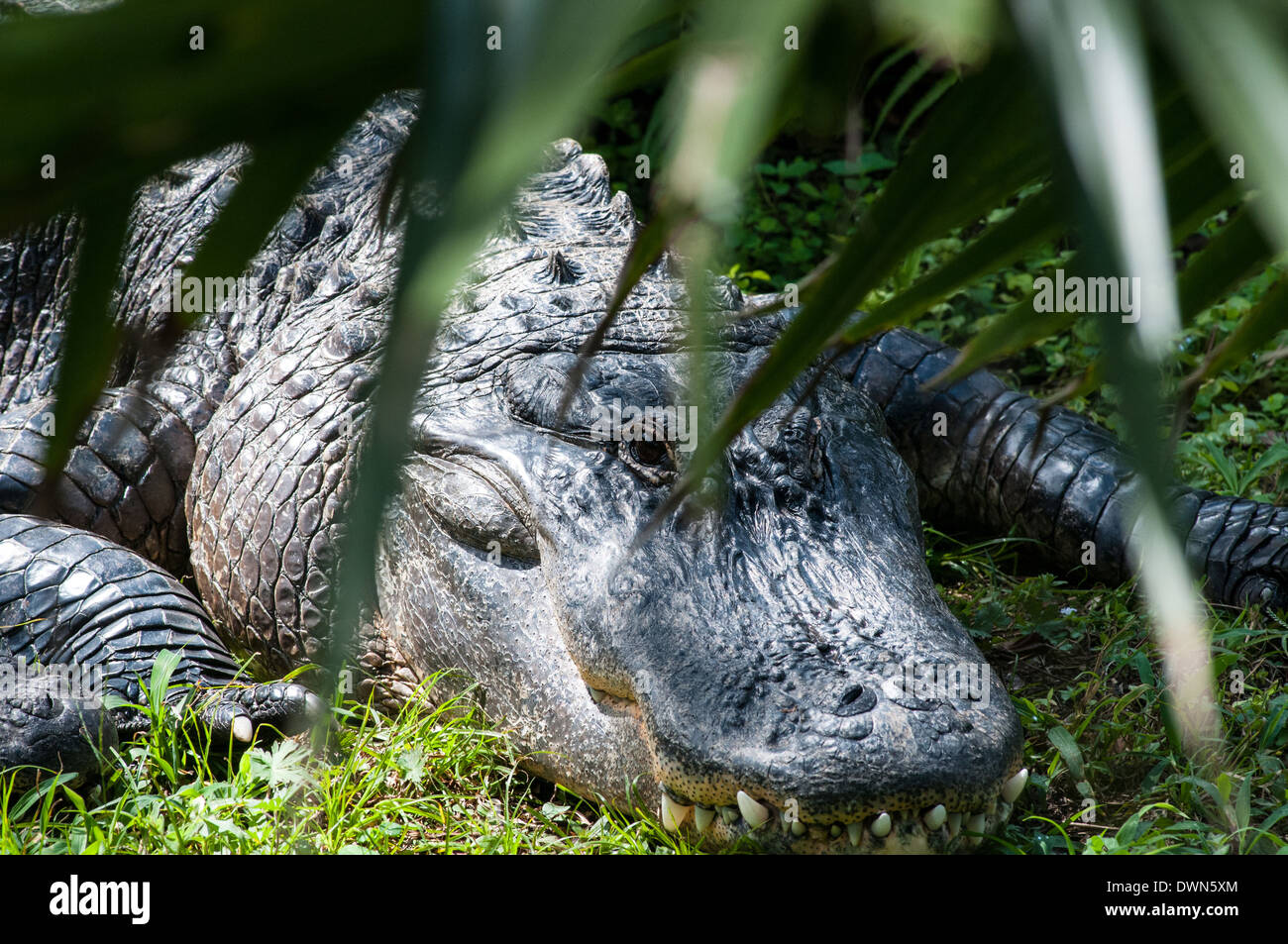 Florida Everglades alligator in the shade Stock Photo - Alamy