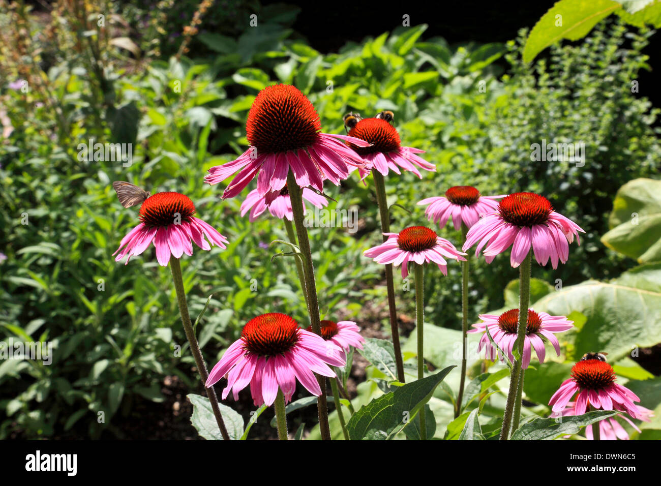 Sissinghurst castle library hi-res stock photography and images - Alamy