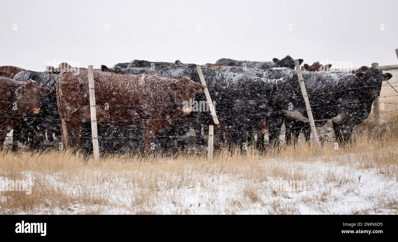Cattle in snow hi-res stock photography and images - Alamy