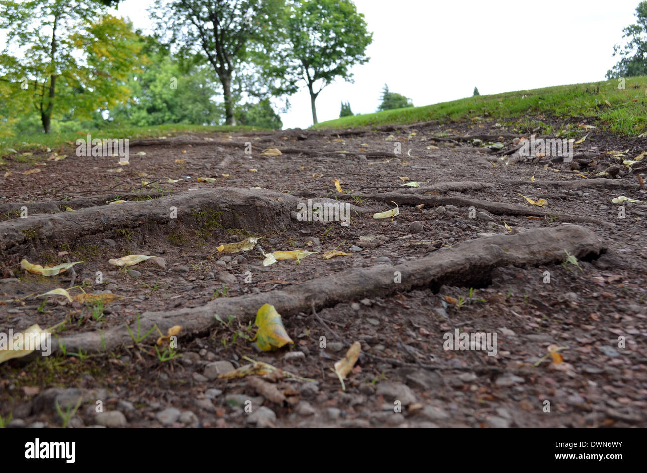 Path in the park with exposed tree roots Stock Photo - Alamy