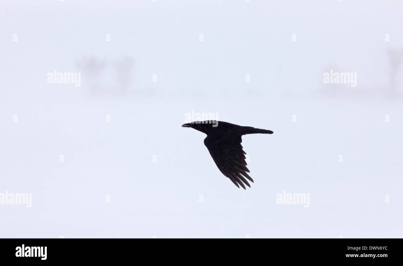 Raven in flight canada hi-res stock photography and images - Alamy