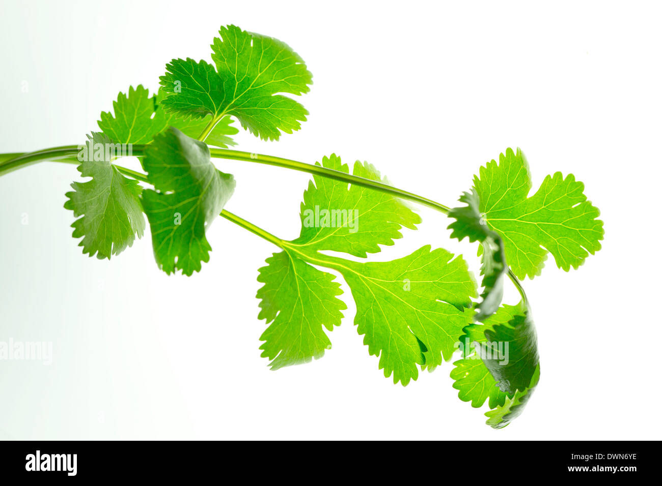 A sprig of cilantro on a white background Stock Photo - Alamy