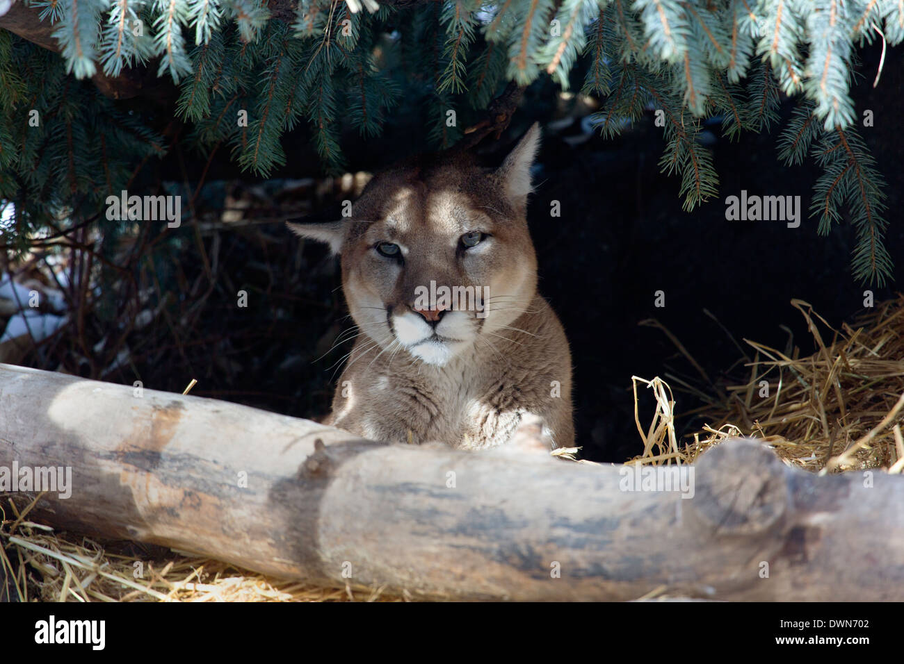 Angry tree hi-res stock photography and images - Alamy