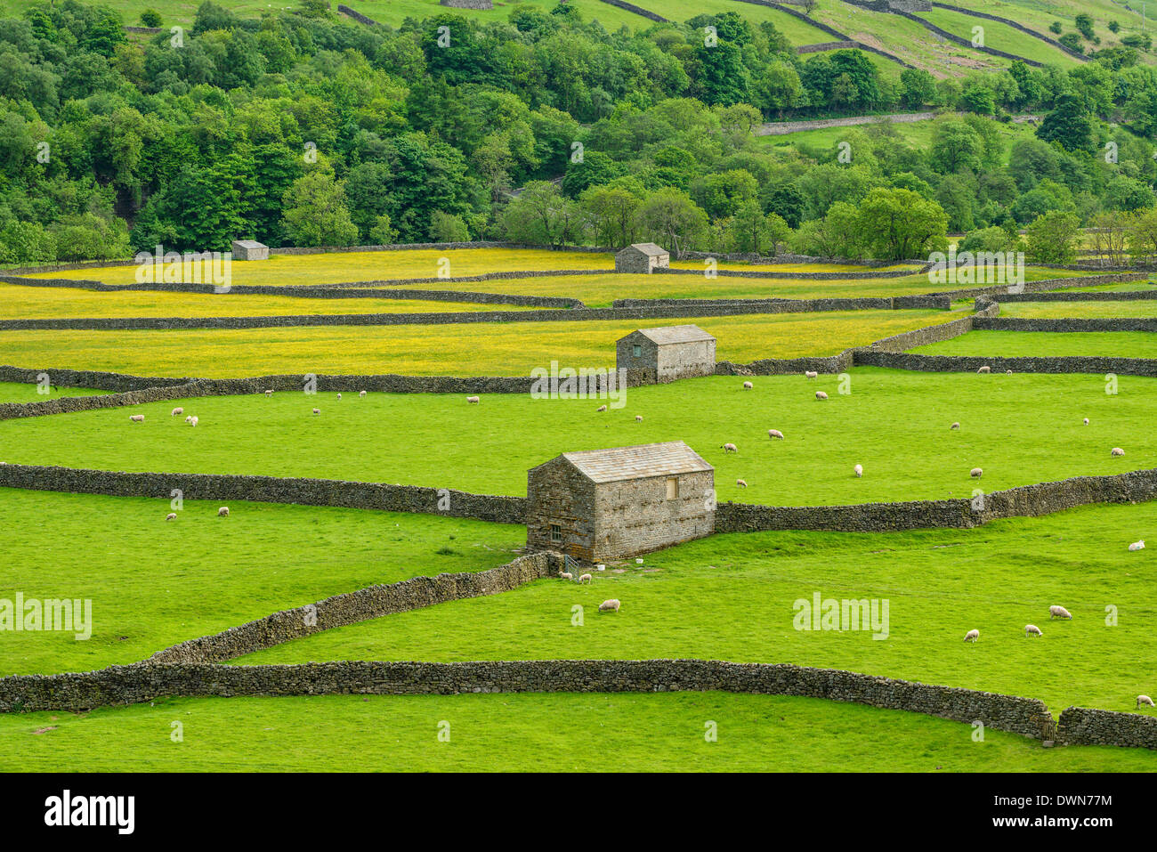 The barns, dry stone walls and buttercup meadows at Gunnerside ...