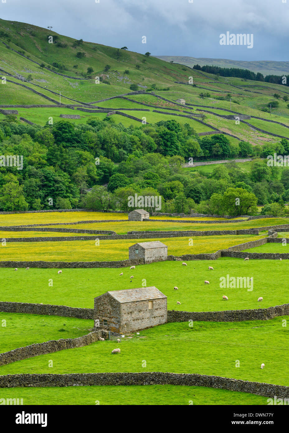 The barns, dry stone walls and buttercup meadows at Gunnerside ...