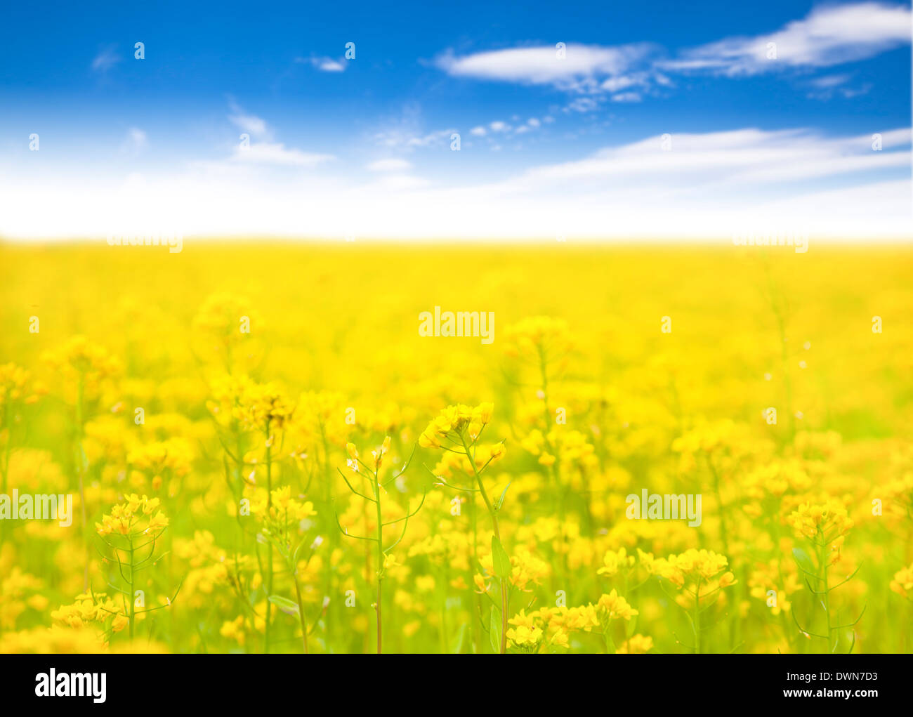 full of yellow flower field and blue sky in spring in outdoors Stock ...