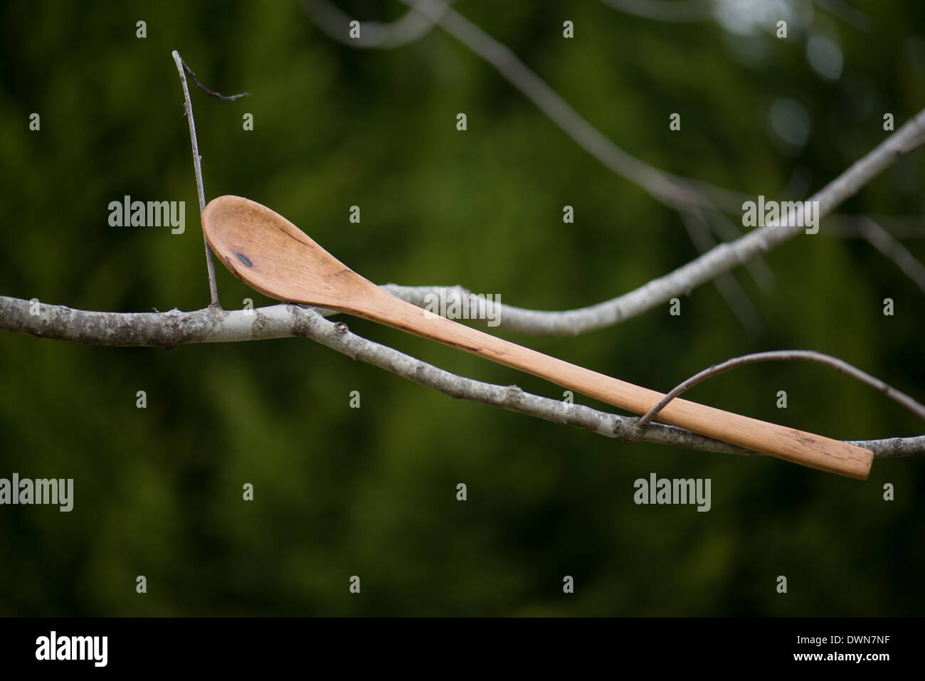 Wooden spoon, hand carved from a Pecan (Carya illinoinensis) limb ...