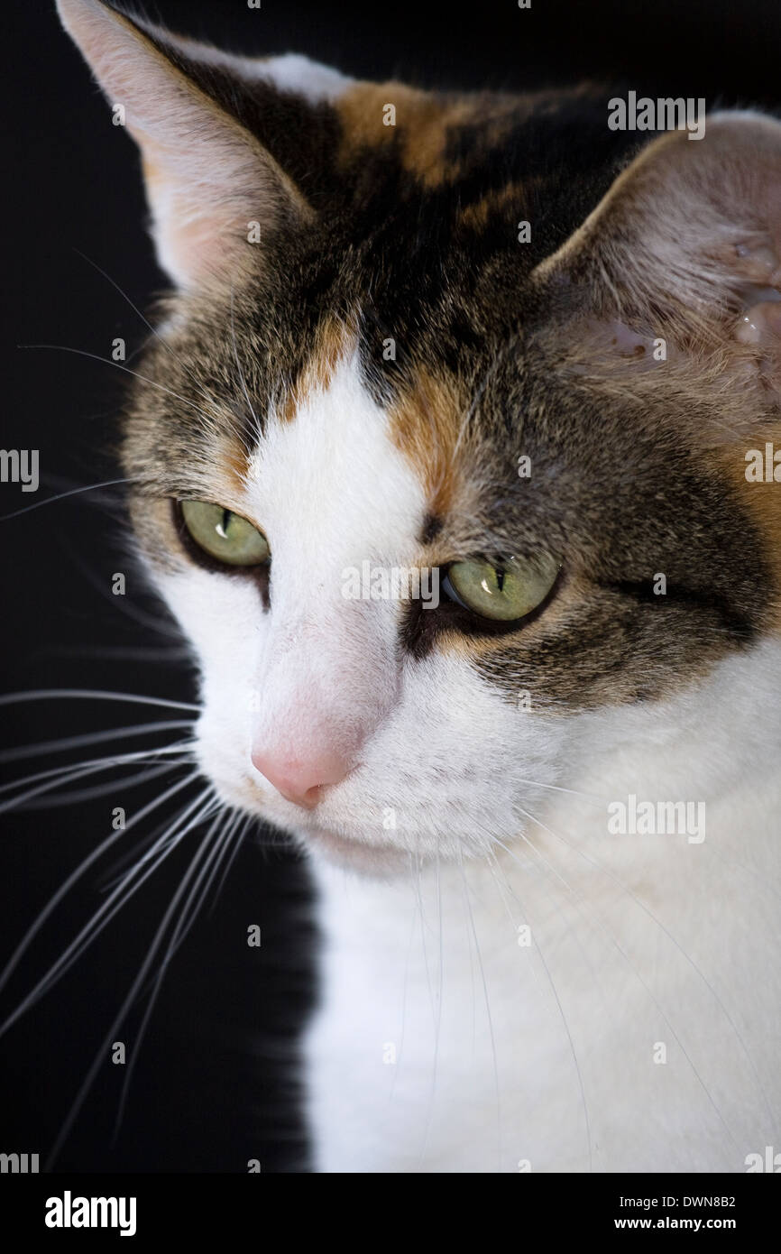 Calico Cat looking down and to the left Stock Photo - Alamy