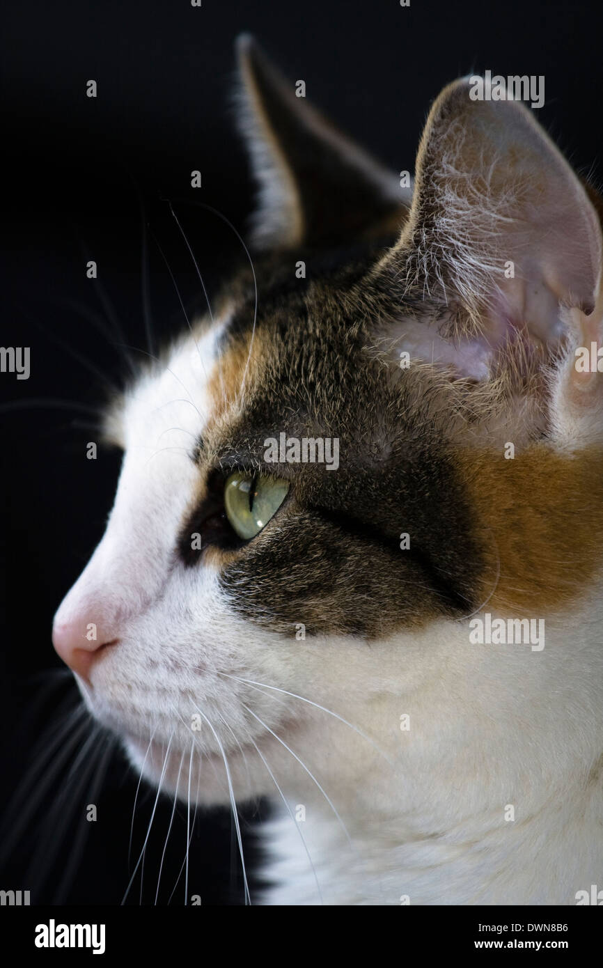 Calico cat face hi-res stock photography and images - Alamy
