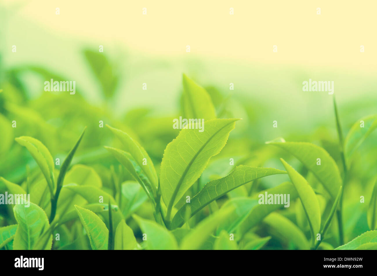 Vintage style close up fresh tea leaves in morning sunlight Stock Photo ...