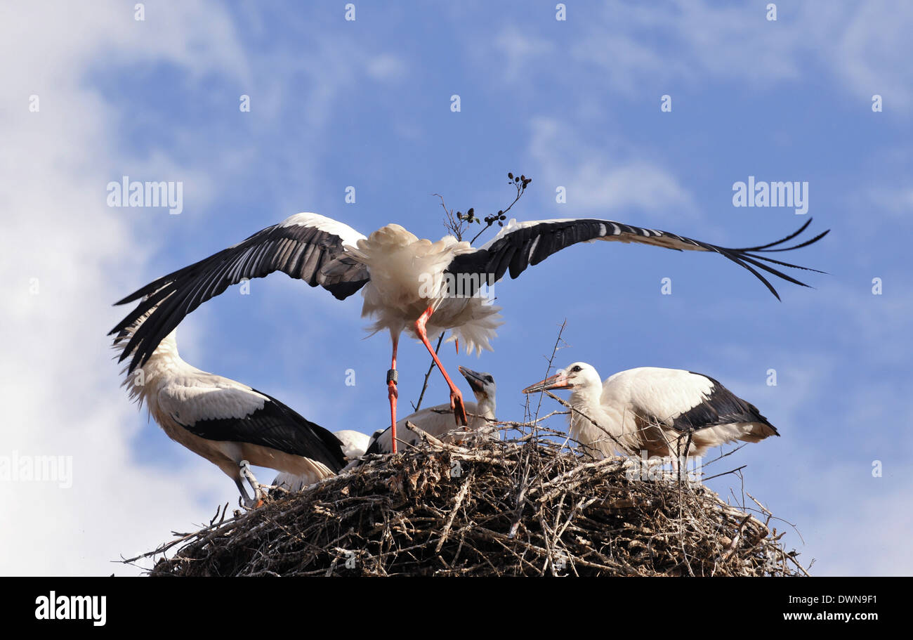 Stork take care of its young and prepares the nest Stock Photo - Alamy
