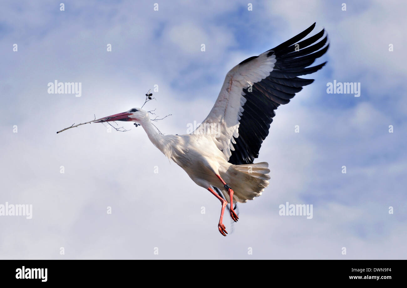Flying stork hi-res stock photography and images - Alamy