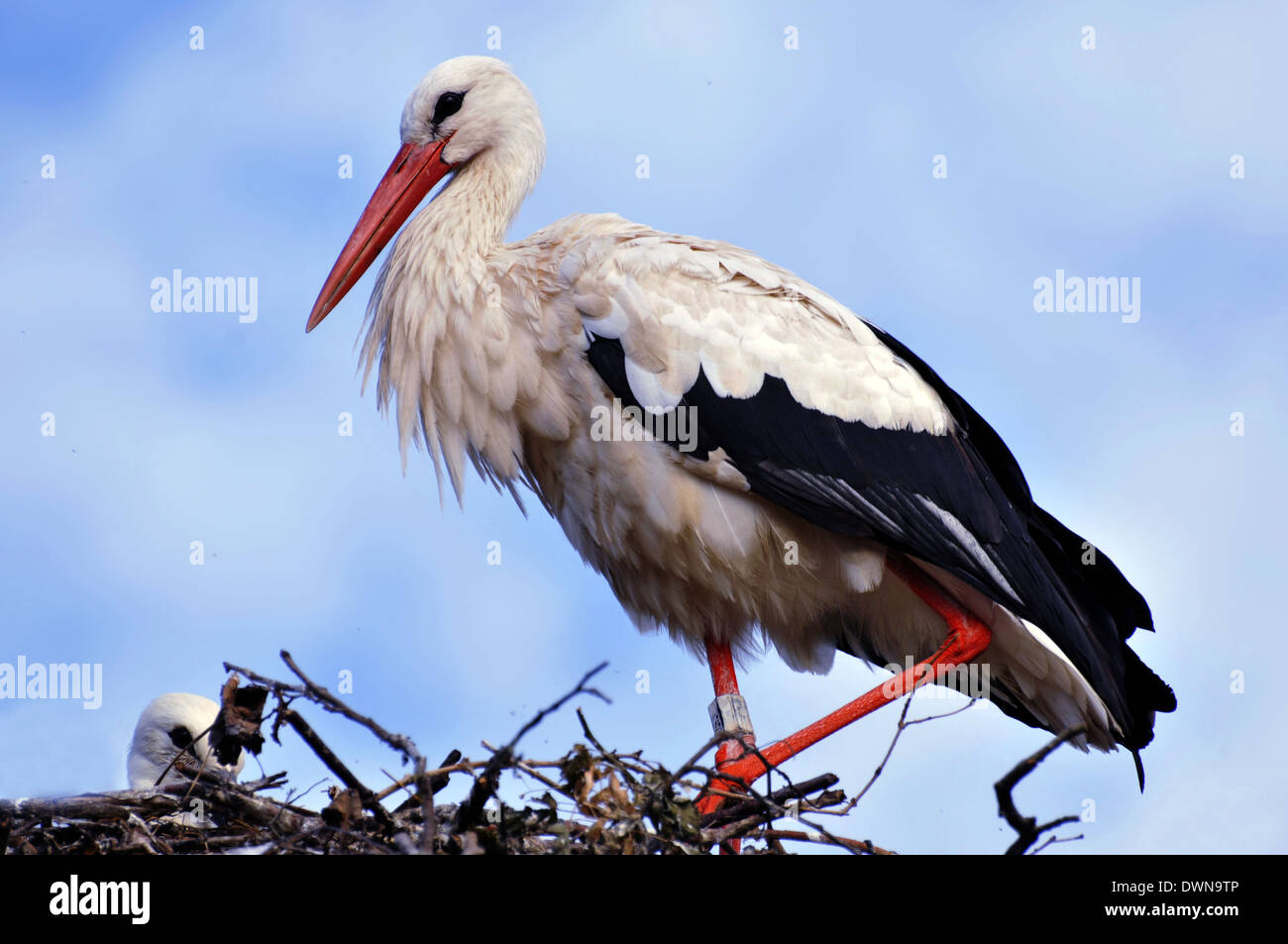 Bird life cycle hi-res stock photography and images - Alamy