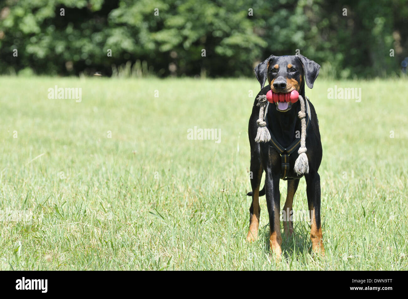 Doberman standing hi-res stock photography and images - Alamy