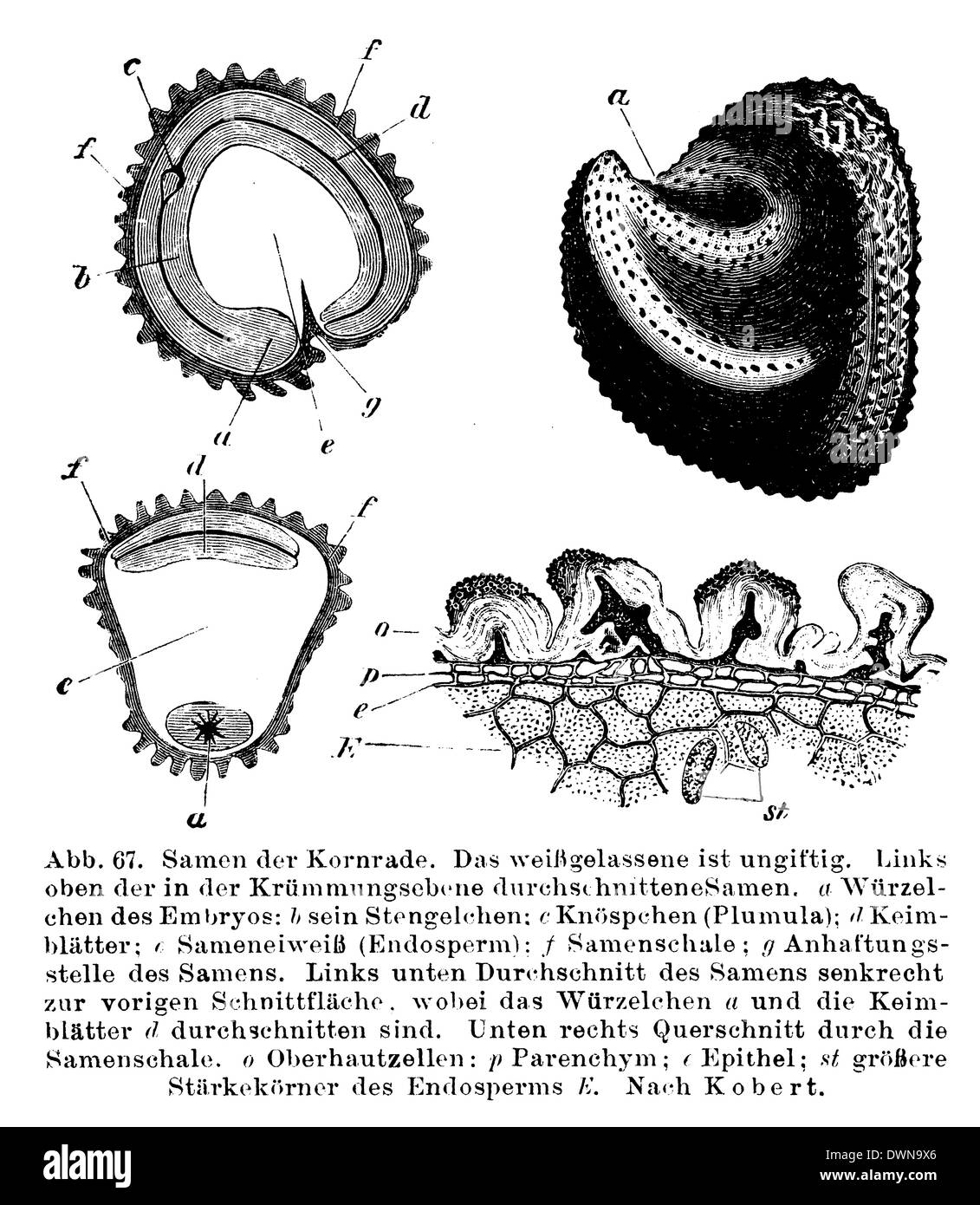 Seeds and weeds Cut Out Stock Images & Pictures - Alamy