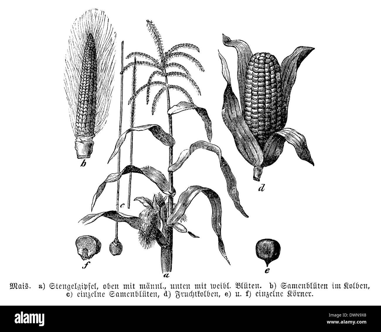 Plant corn Black and White Stock Photos & Images - Alamy